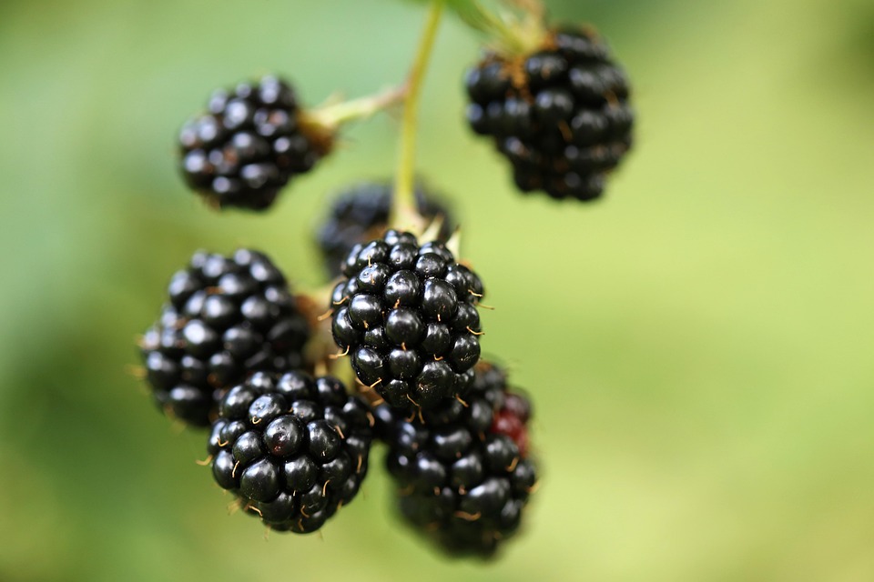 Brombeere Lebensmittel Gesund - Kostenloses Foto auf Pixabay