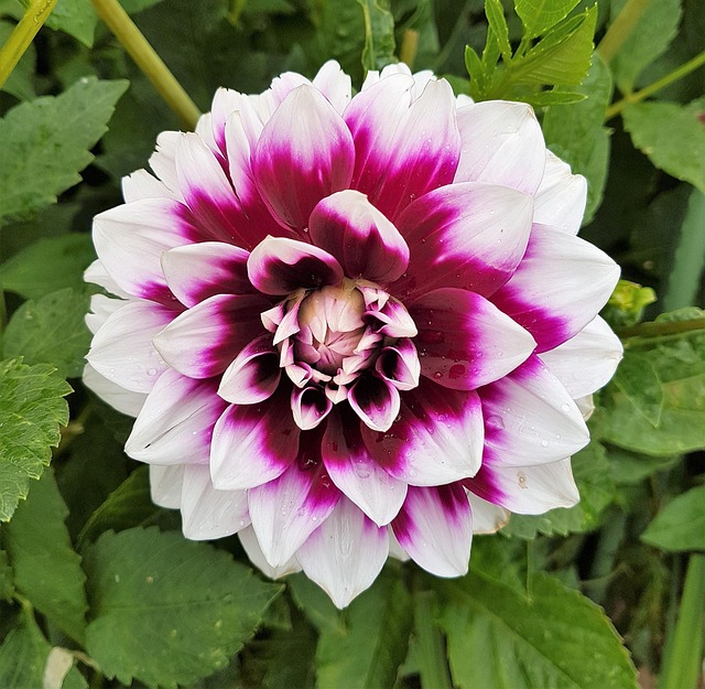 Bunga Tanaman Bloom Daun - Foto gratis di Pixabay - Pixabay