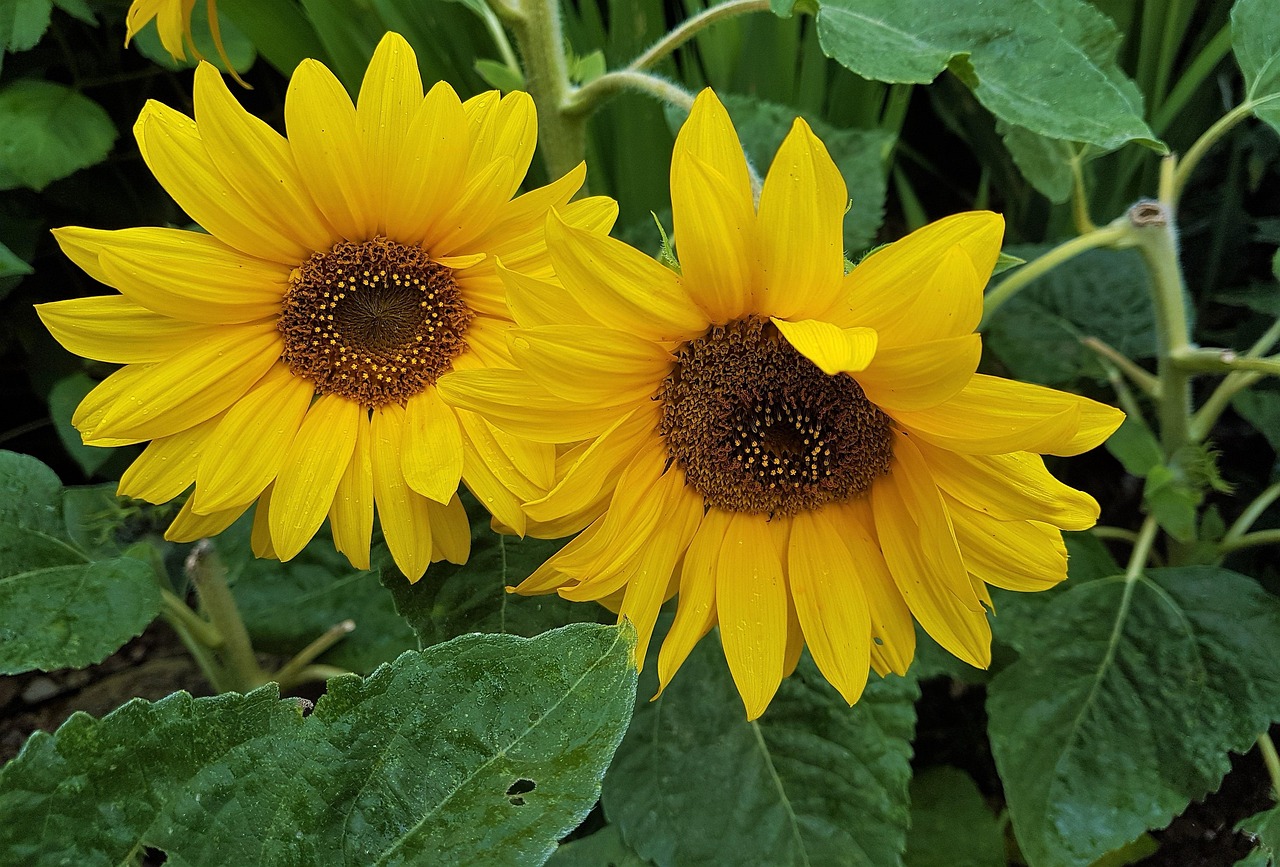 Bunga Tanaman Bloom Daun - Foto gratis di Pixabay - Pixabay