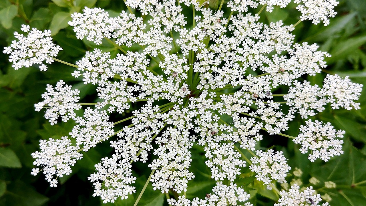Comprar Flor De Bambú Flores - Foto gratis en Pixabay - Pixabay