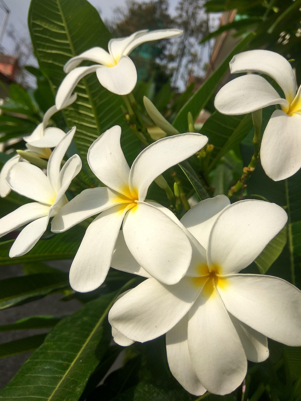 Frangipani Kamboja Tropis - Foto gratis di Pixabay - Pixabay