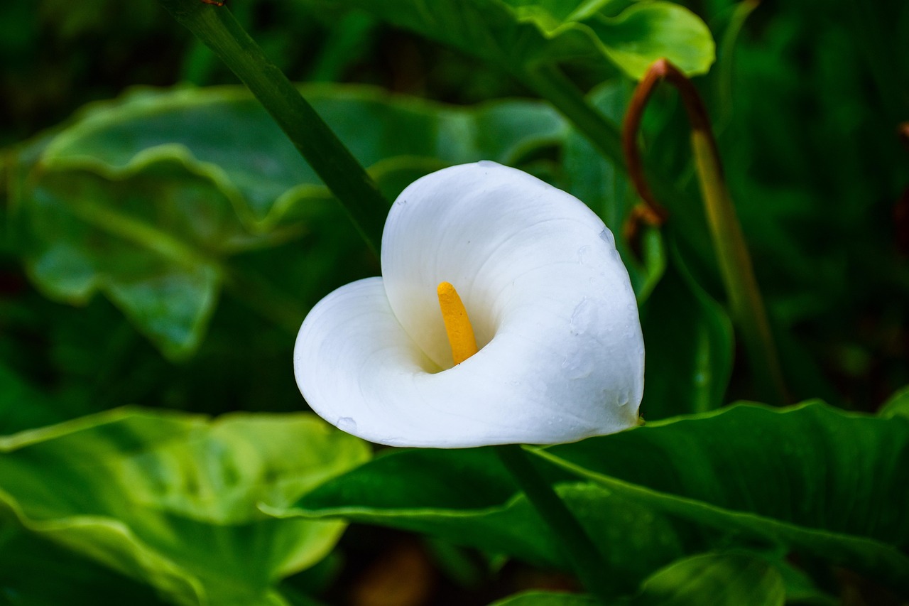 300,000+ Free Nice Wallpaper & Nice Images - Pixabay
