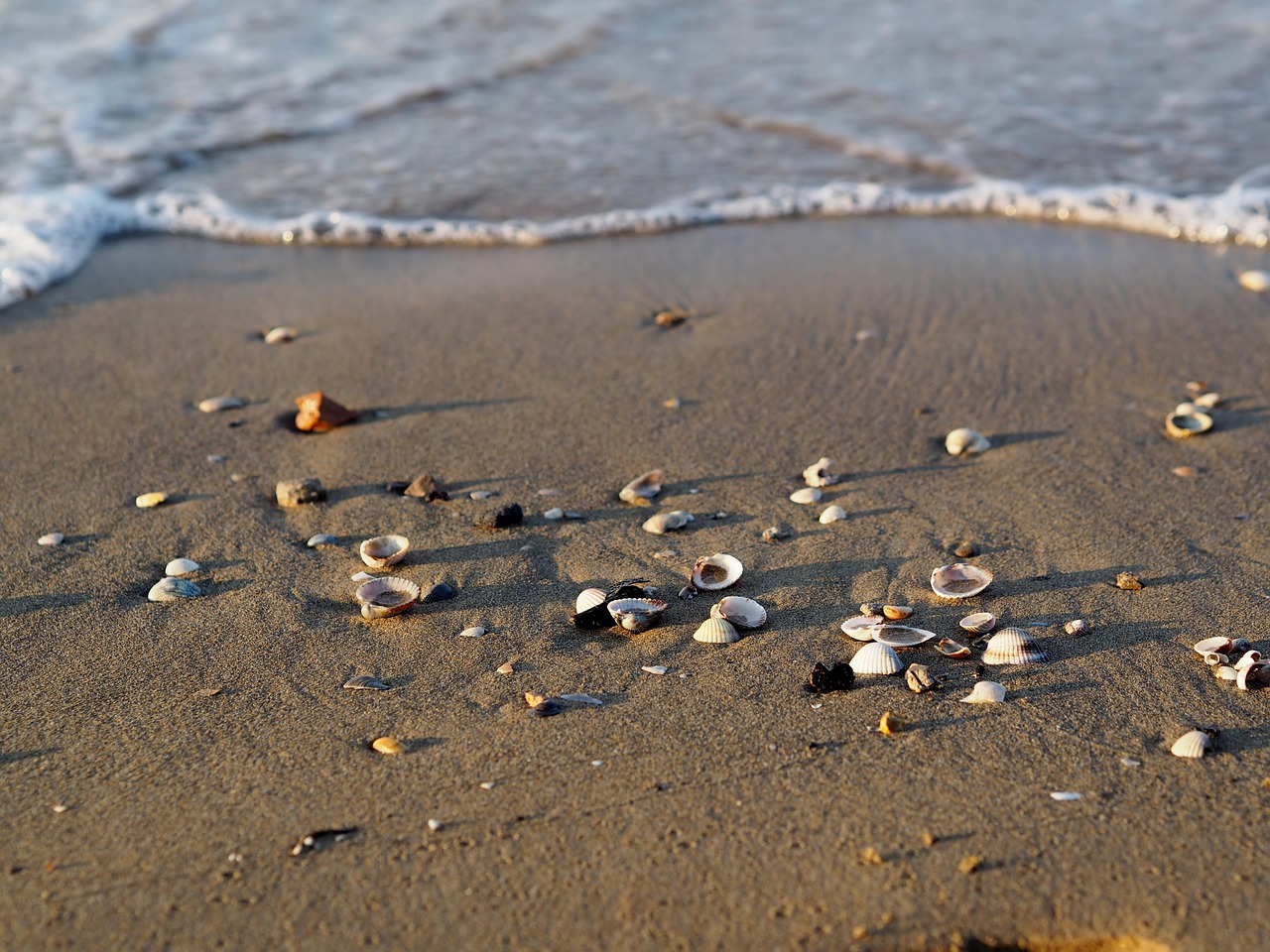 Strand Meer Muscheln - Kostenloses Foto auf Pixabay