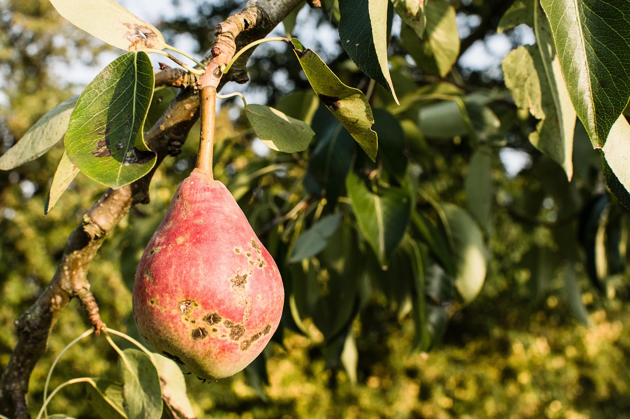 300+ Free Pear Garden & Nature Images - Pixabay
