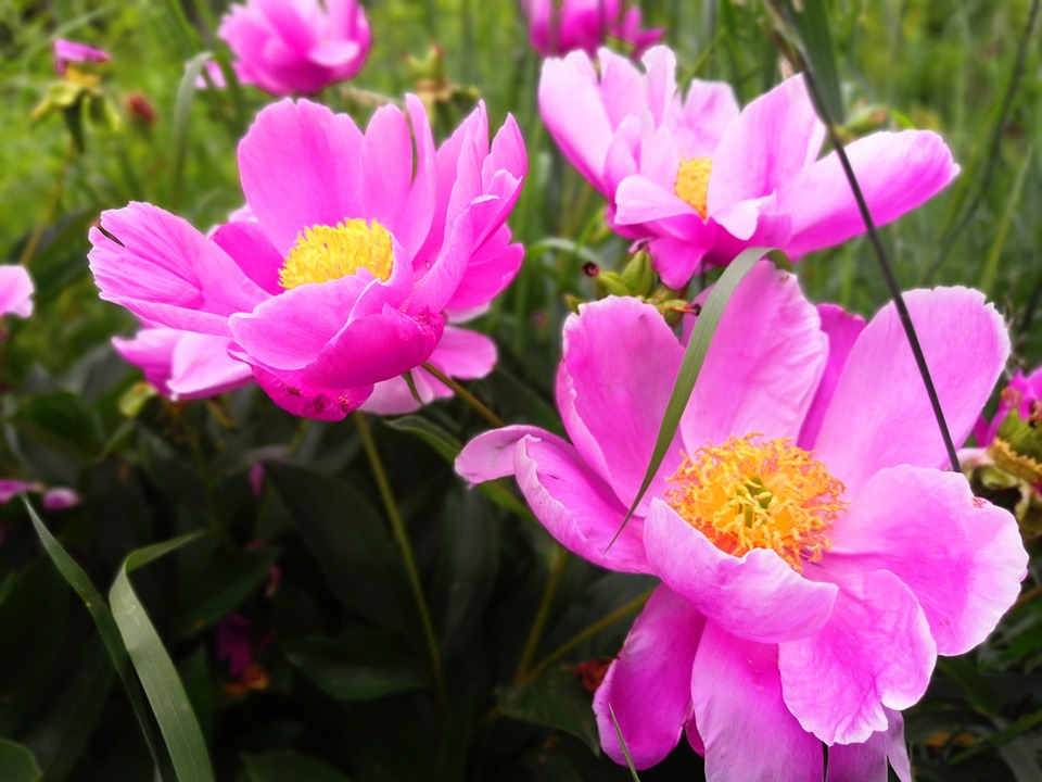 Flowers Pink Pion - Free photo on Pixabay