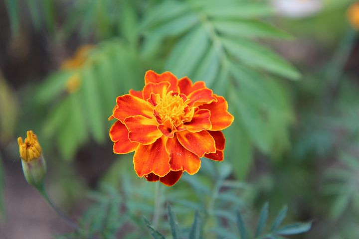 Plus de 1 000 photos gratuites de Oeillet et de Fleur