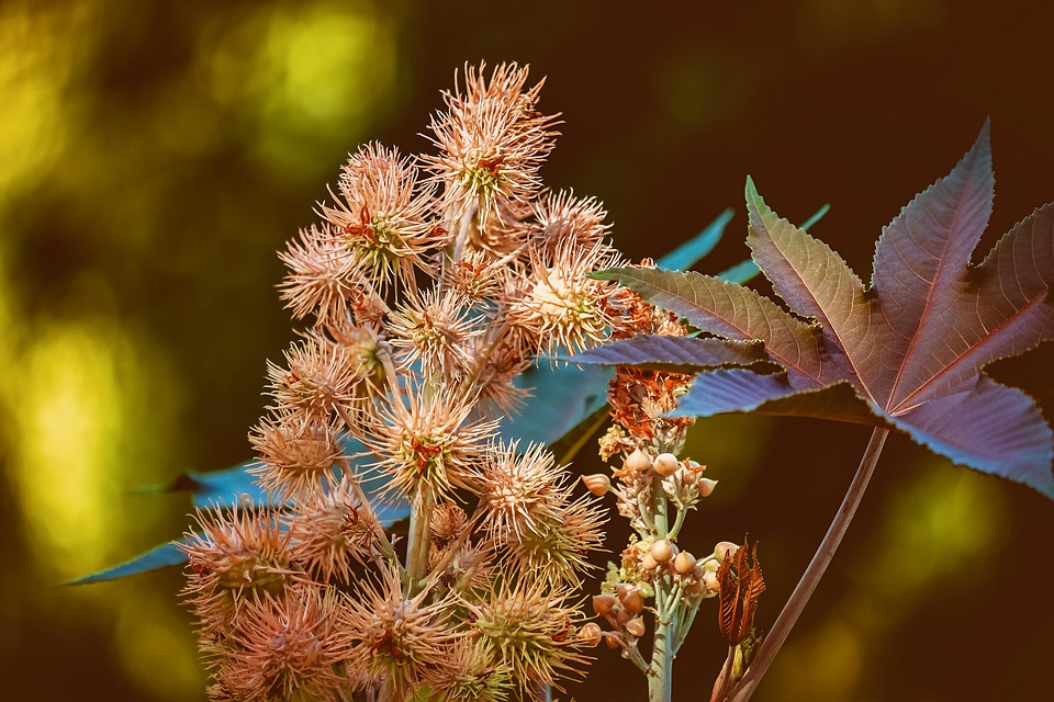 Castor Oil Poison Plant In 2018 - Free photo on Pixabay - Pixabay
