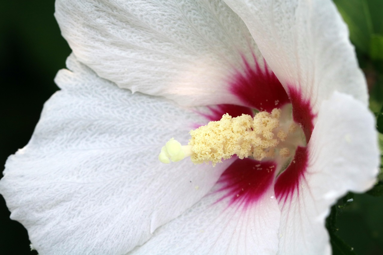 Rosa De Sharon Flor Corea - Foto gratis en Pixabay