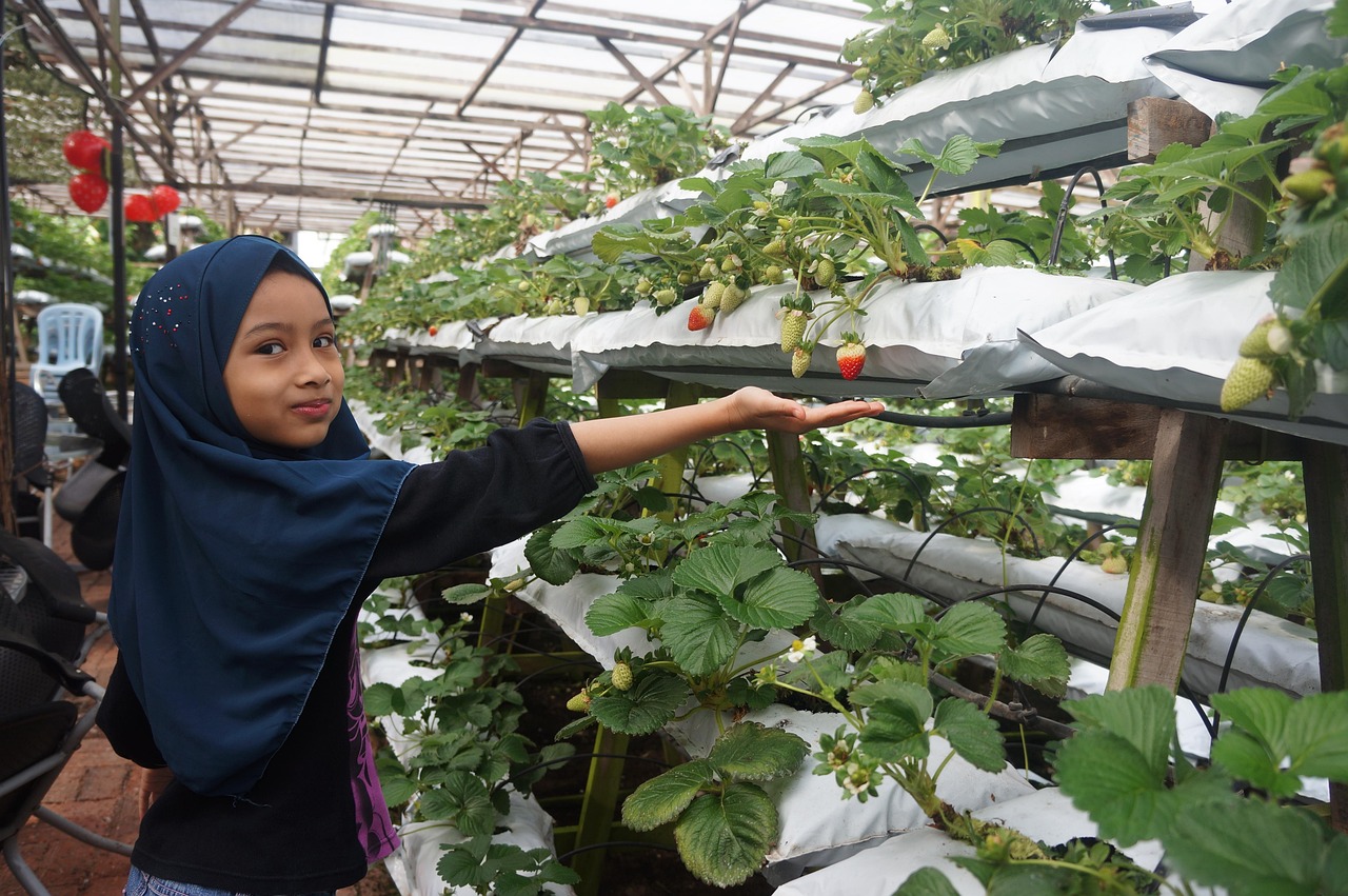 Malaysia Strawberry Farm Girl - Free photo on Pixabay - Pixabay