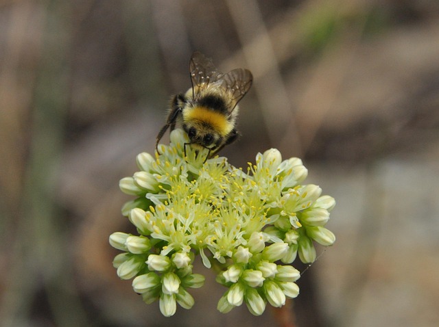 Insect Forage Flower - Free photo on Pixabay - Pixabay