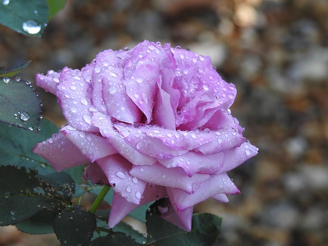Rose Violette Eau Gouttes - Photo gratuite sur Pixabay - Pixabay