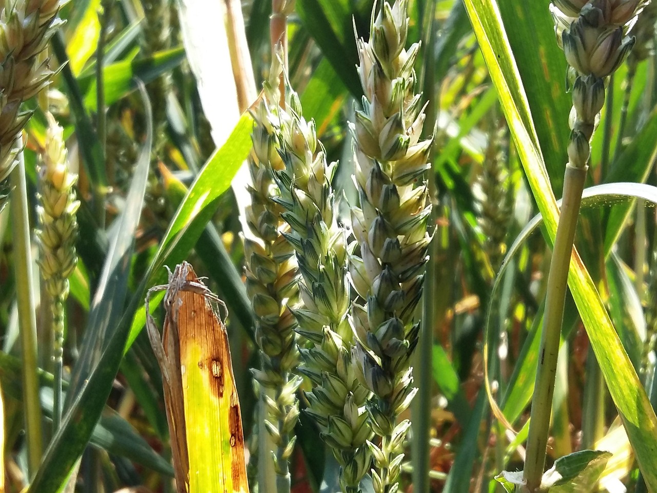 Nature Wheat Field - Free photo on Pixabay - Pixabay