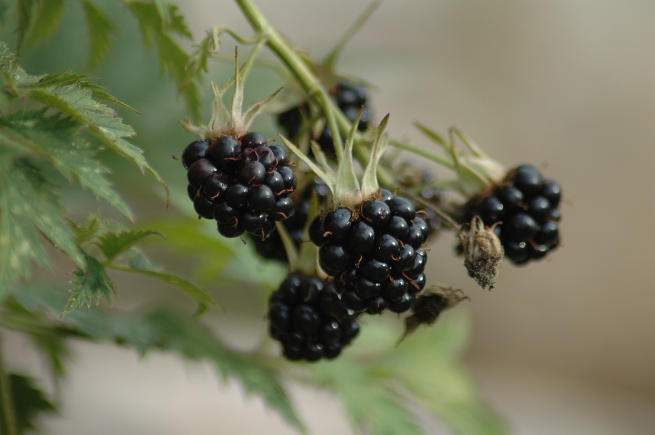 Nature Fruit Berry - Free photo on Pixabay