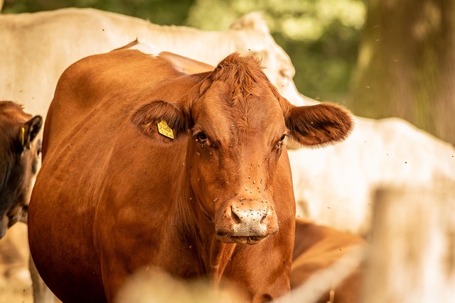 Vaca Carne De Res Ganado - Foto gratis en Pixabay - Pixabay