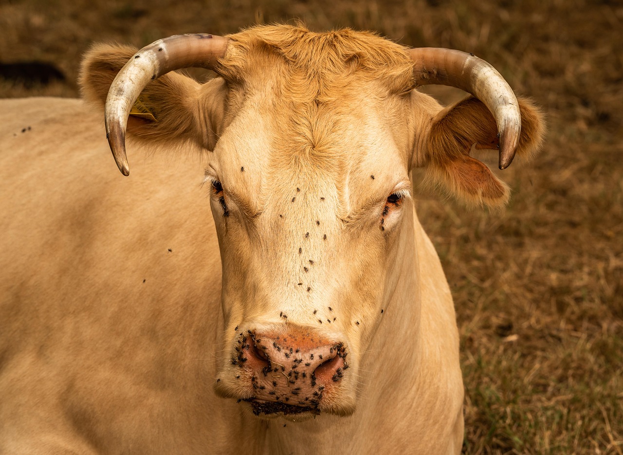Cow Beef Cattle - Free photo on Pixabay - Pixabay