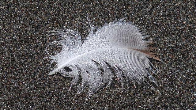 Pluma Playa Gotas De - Foto gratis en Pixabay - Pixabay
