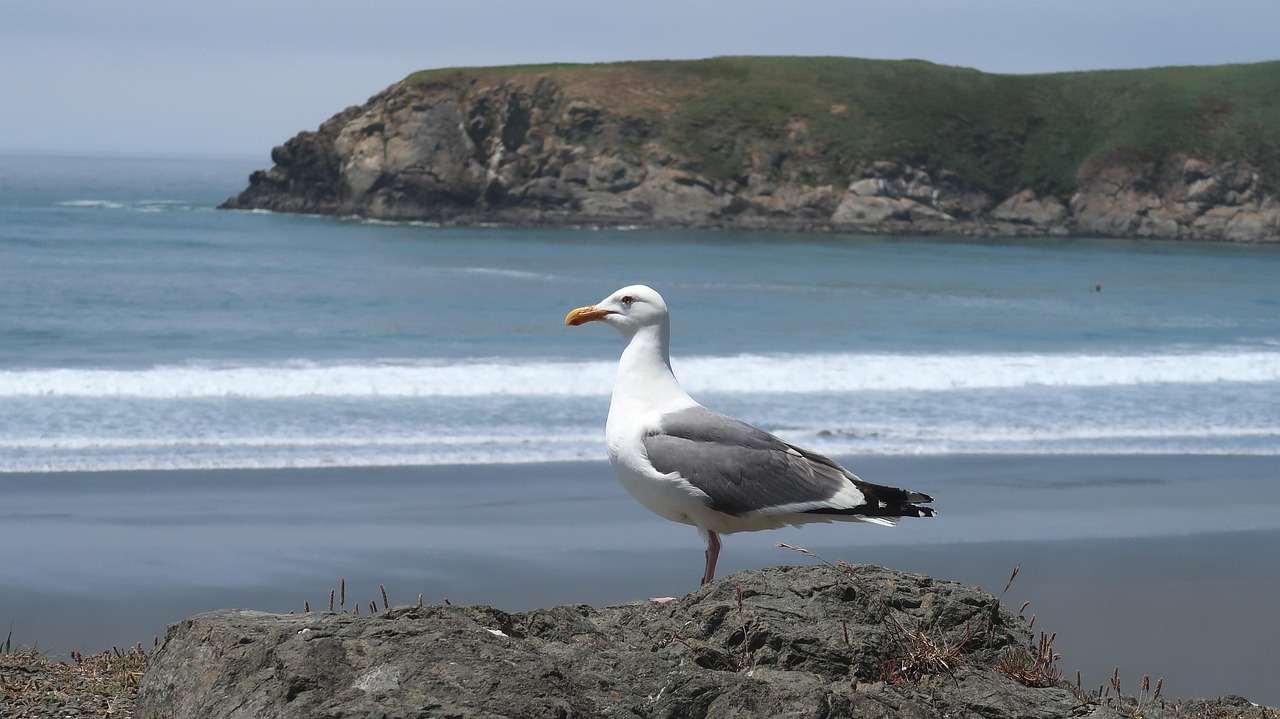 Seagull Black-Headed Gull Bird - Free photo on Pixabay - Pixabay
