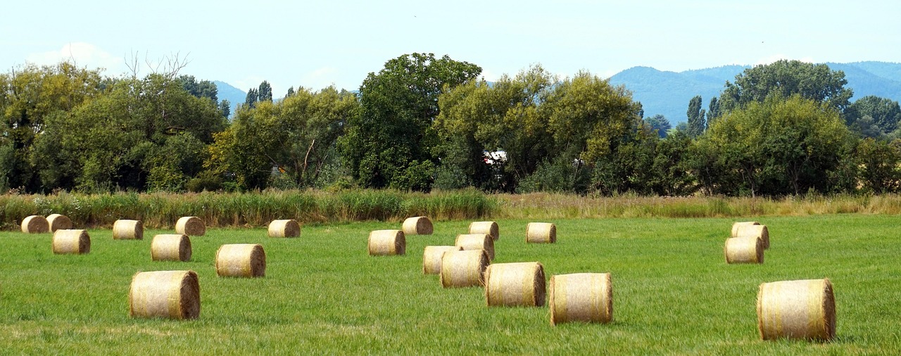 Hay Straw Agriculture - Free photo on Pixabay - Pixabay
