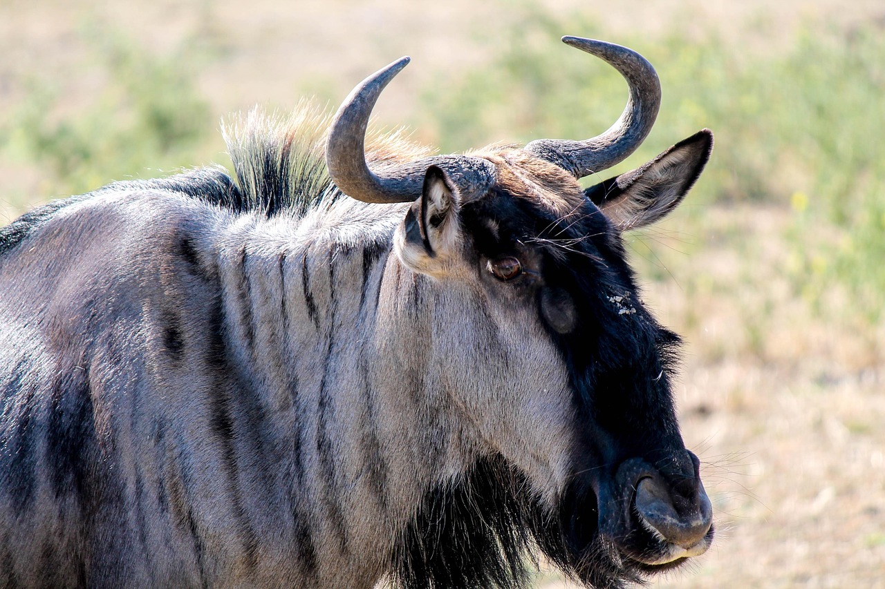 Animal Natureza Cabeça - Foto gratuita no Pixabay - Pixabay