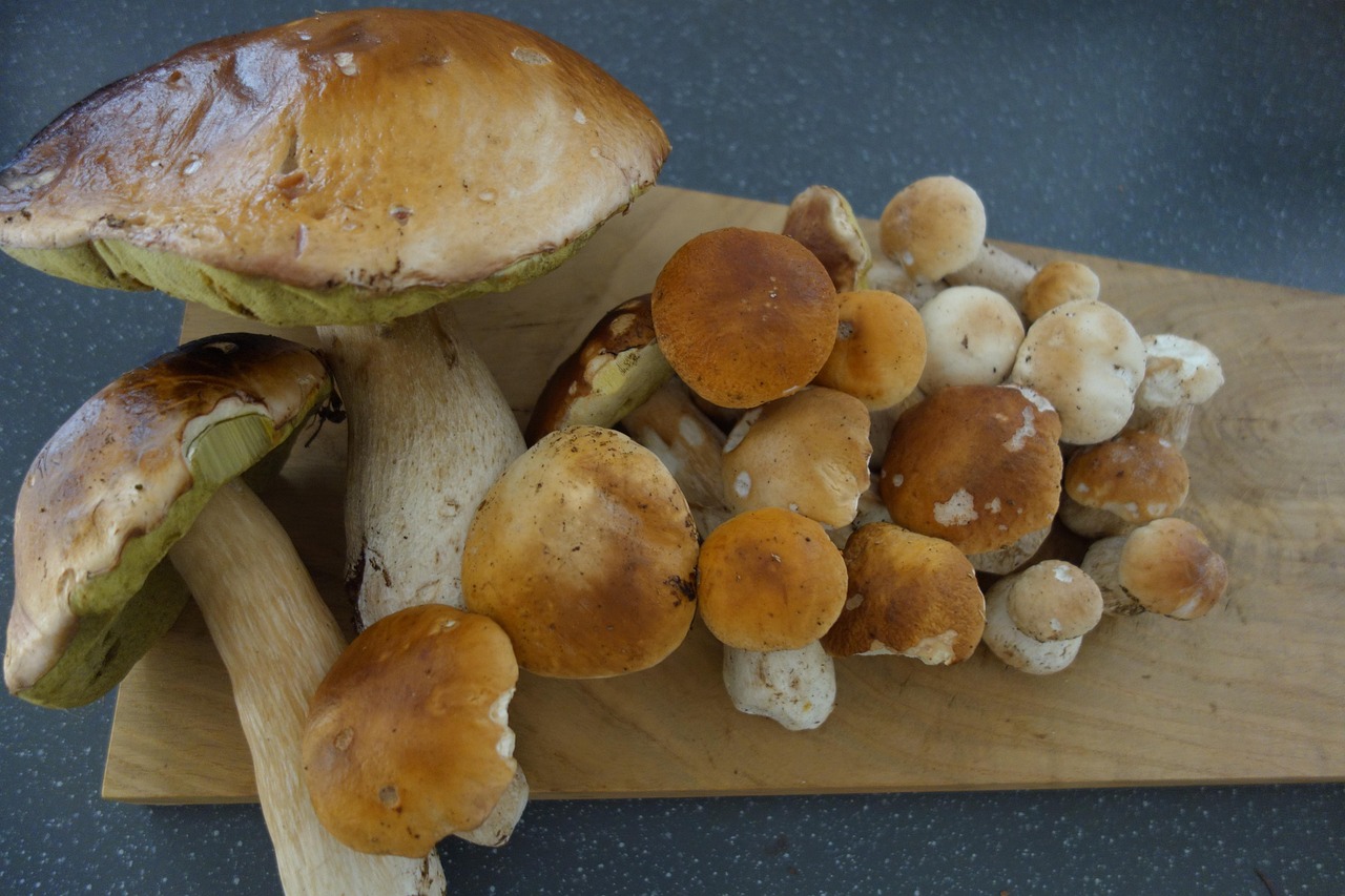 Bolet Champignons Champignon - Photo gratuite sur Pixabay - Pixabay