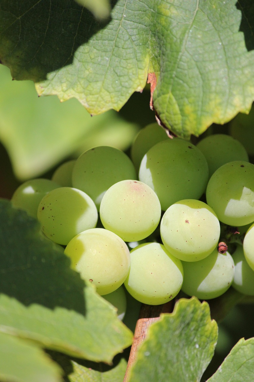 Wine Close Up Immature - Free photo on Pixabay - Pixabay