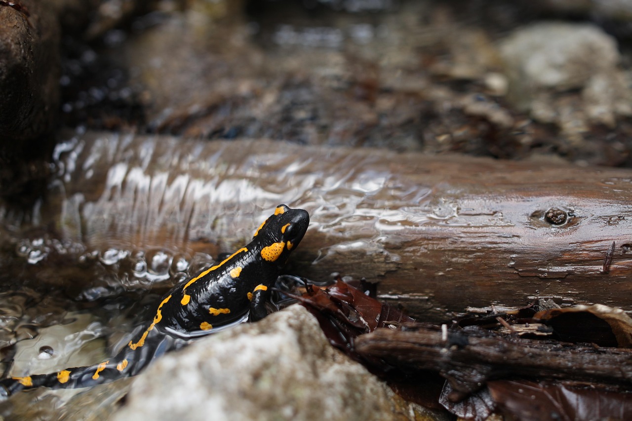 30+ Free Black Salamander & Salamander Images - Pixabay