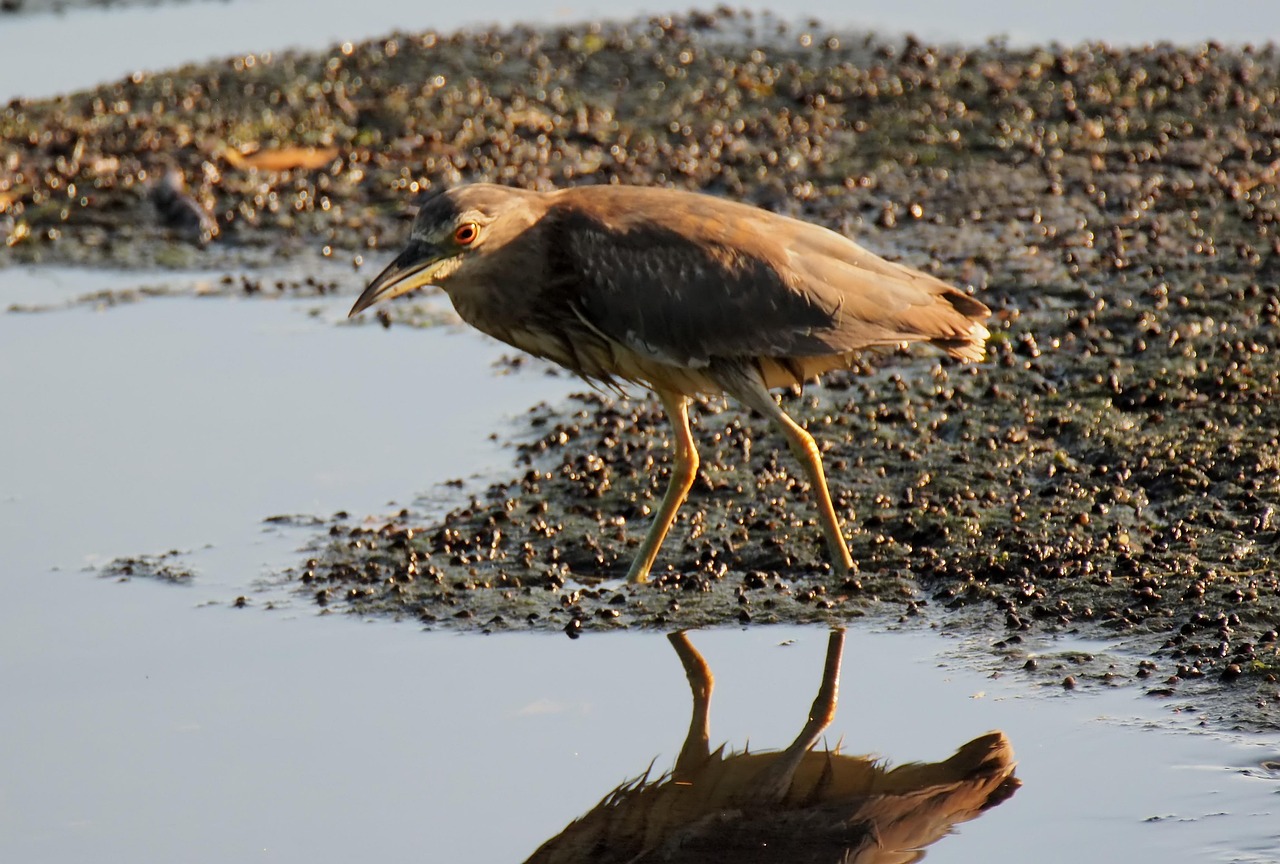 Heron Wild Wildlife - Free photo on Pixabay - Pixabay