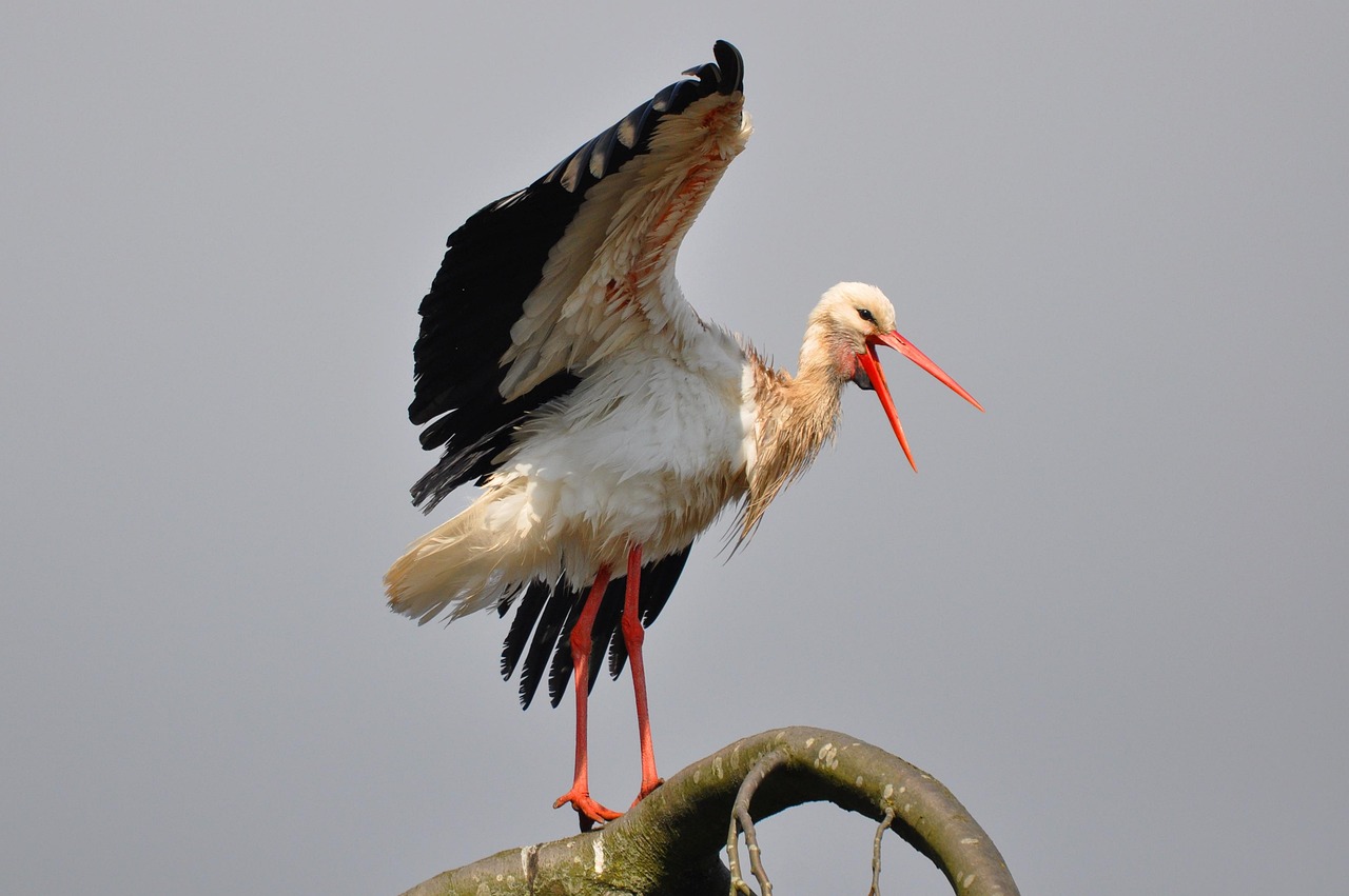 Stork Wading Bird Animal Ciconia - Free photo on Pixabay