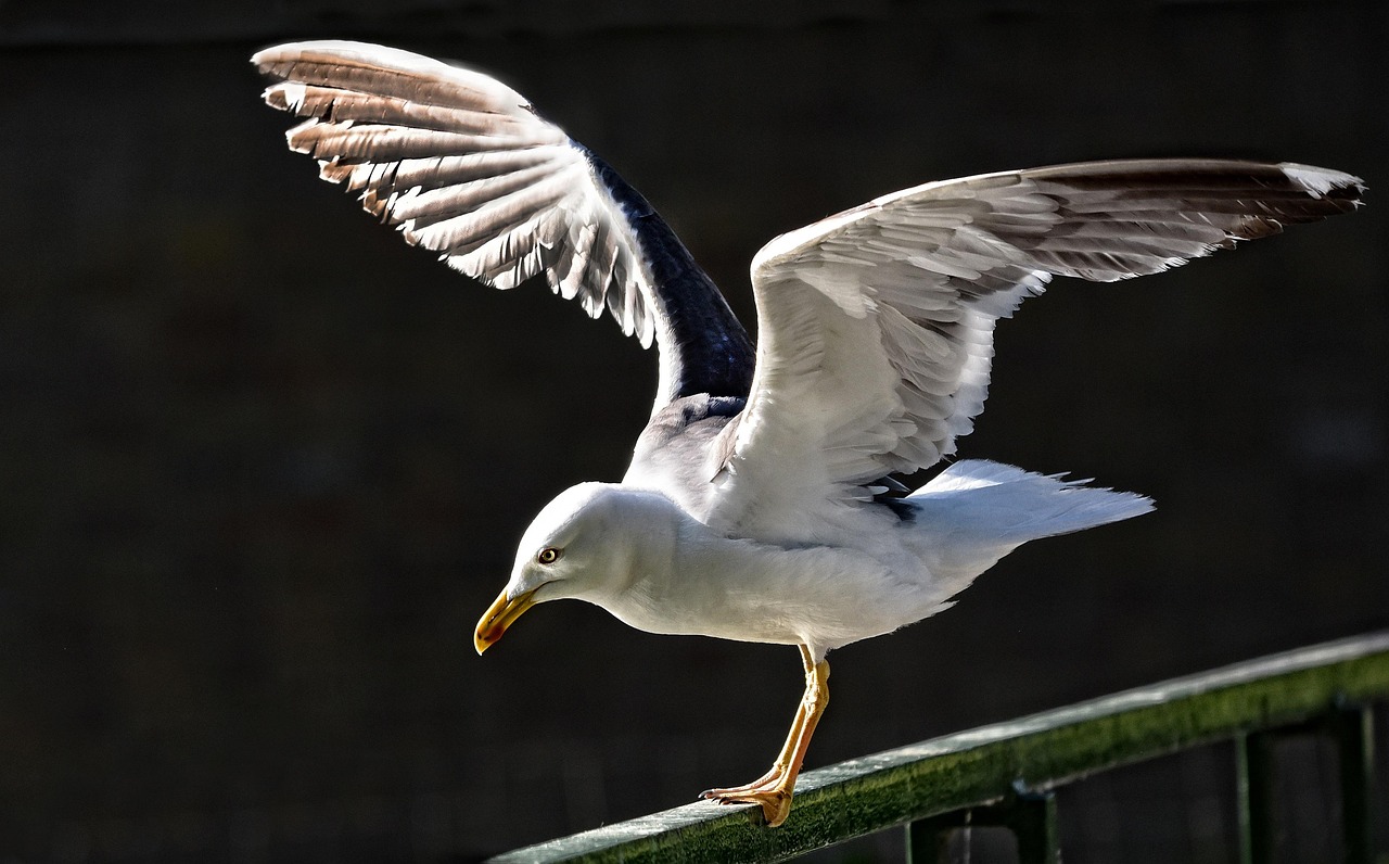 2,000+ Free Seabirds & Seagull Images - Pixabay