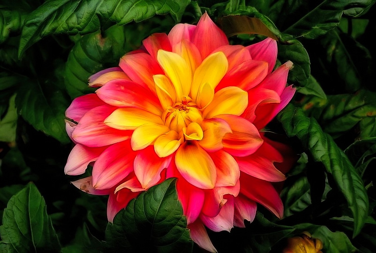 Flor Flora Natureza - Foto gratuita no Pixabay - Pixabay