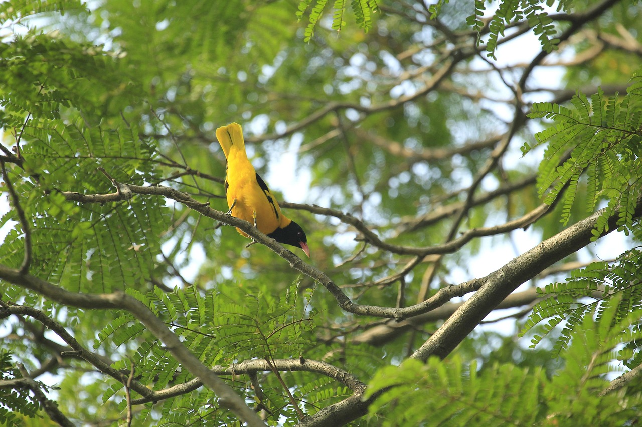 Bangladesh Yellow Bird - Free photo on Pixabay