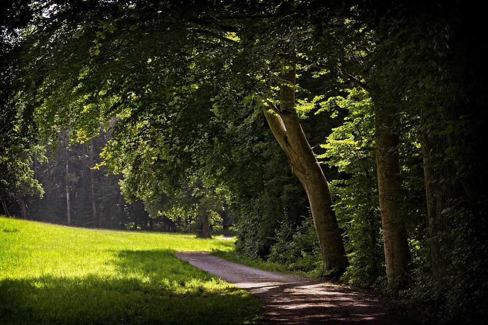 Forest Path Light The Shade - Free photo on Pixabay - Pixabay