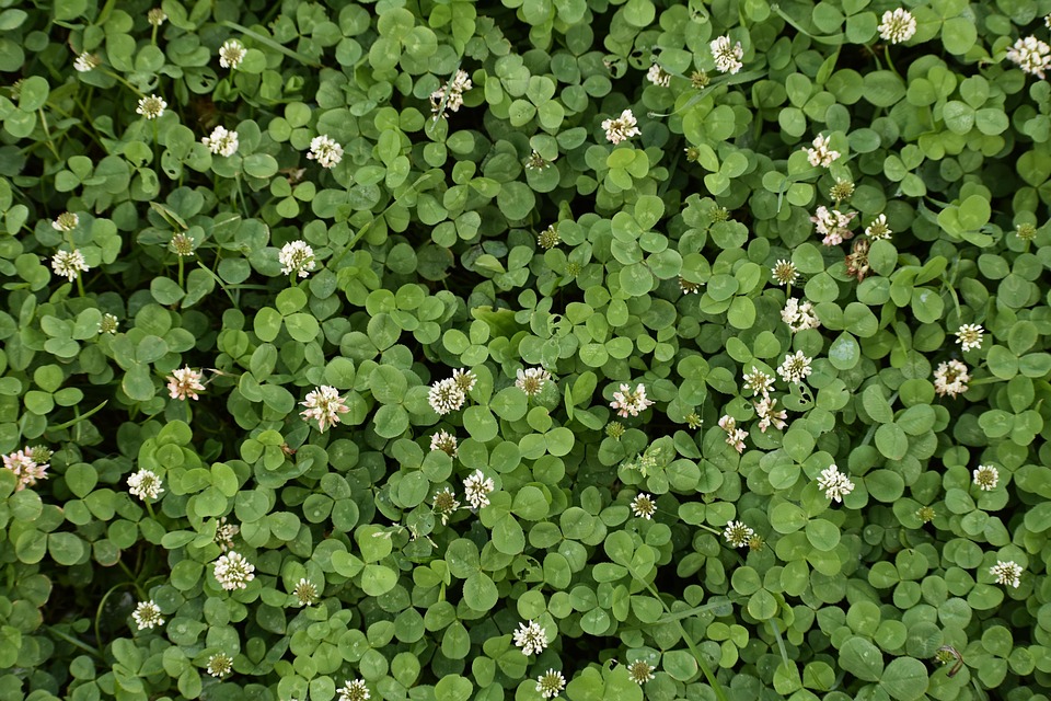 Plano De Fundo Verde Trevo - Foto gratuita no Pixabay - Pixabay