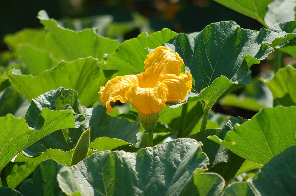 Fleur De Citrouille Horticulture À - Photo gratuite sur Pixabay - Pixabay