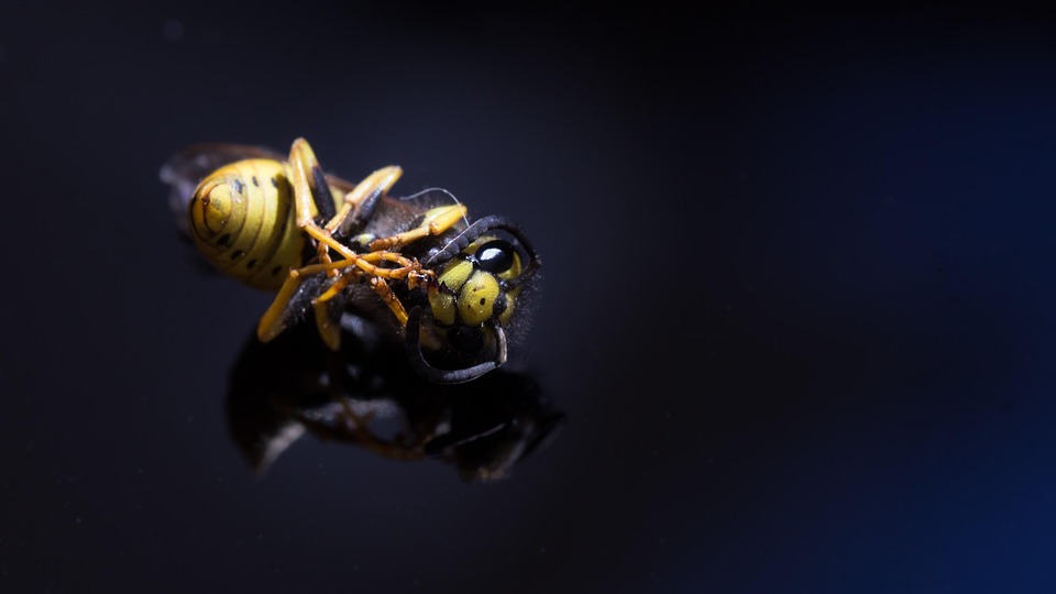 Antecedentes Insectos Avispa - Foto gratis en Pixabay - Pixabay