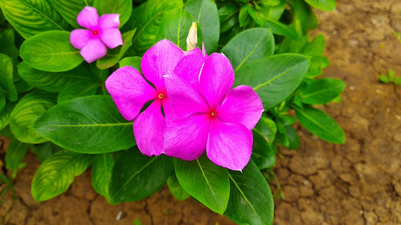 Bunga Merah Jambu Kelopak - Foto gratis di Pixabay - Pixabay
