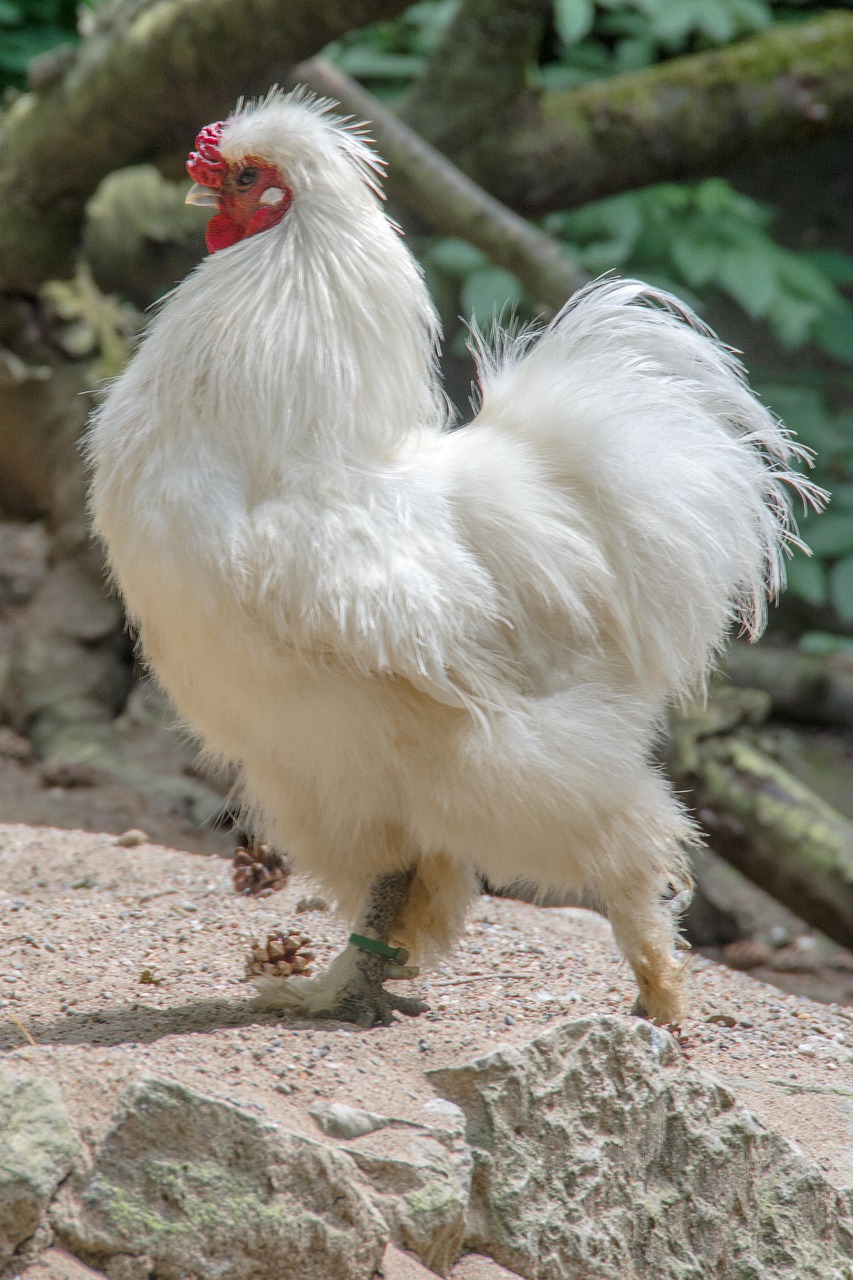 Poulet La Volaille Oiseau - Photo gratuite sur Pixabay