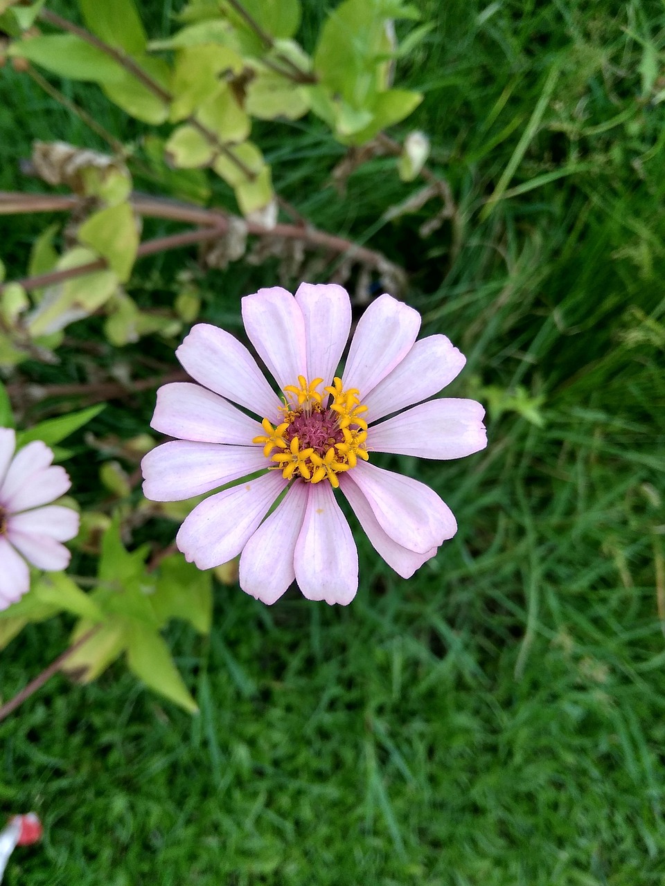 Fleur Nature Plantes - Photo gratuite sur Pixabay - Pixabay