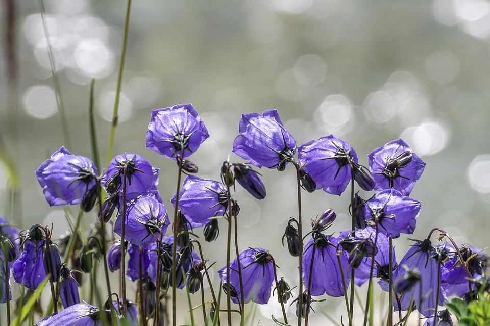 Blossoms Violet Small Bellflower - Free photo on Pixabay