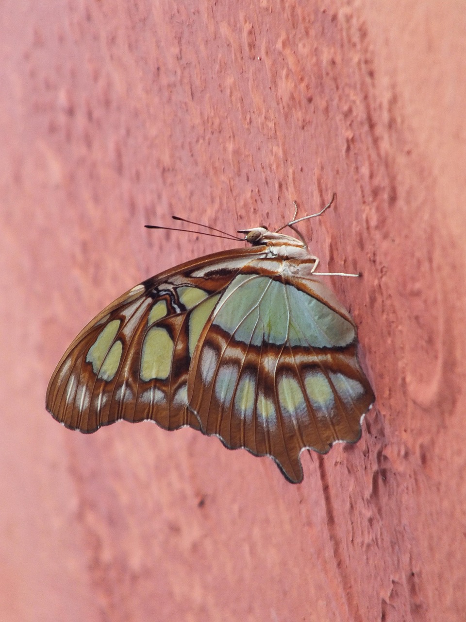 Papillon Mexique Mur - Photo gratuite sur Pixabay - Pixabay
