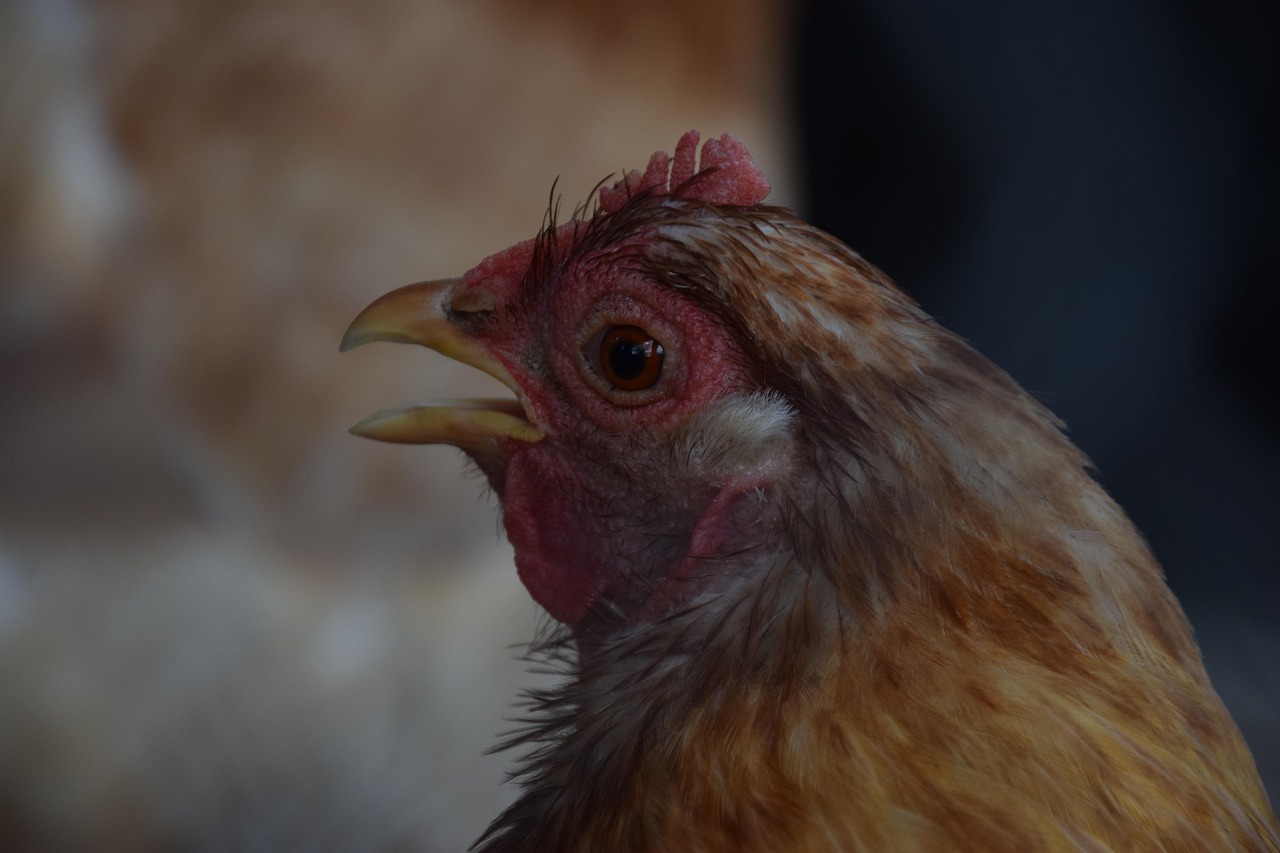 Poulet Poule Animal La - Photo gratuite sur Pixabay - Pixabay