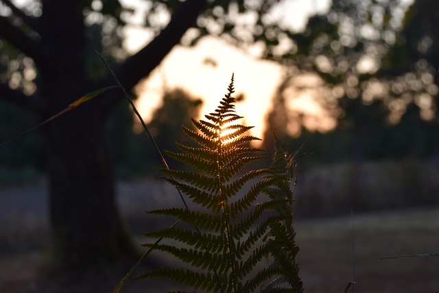 Farn Sonnenuntergang Abend - Kostenloses Foto auf Pixabay - Pixabay