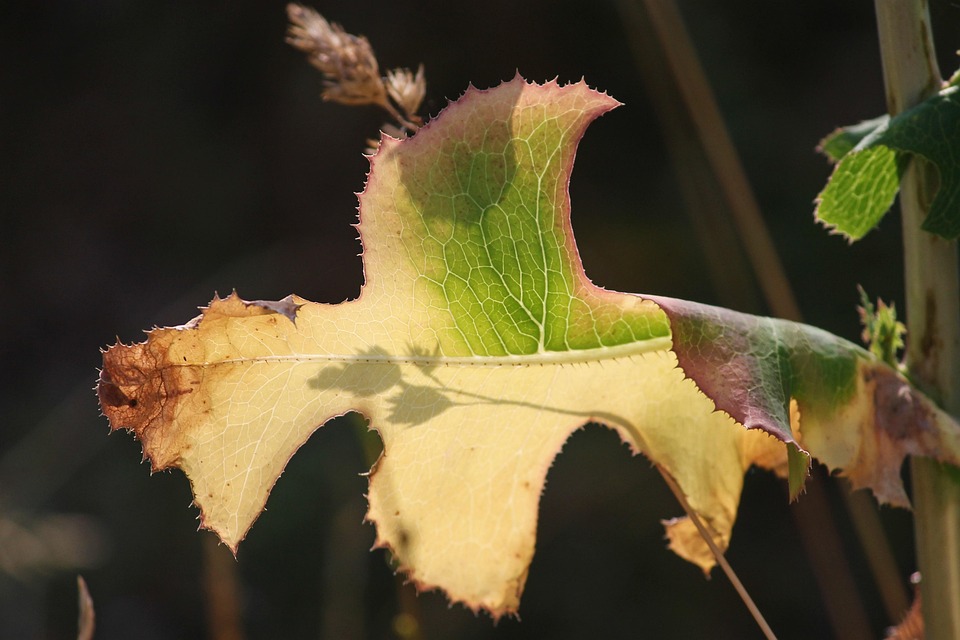 Hoja Sequía Sequedad - Foto gratis en Pixabay - Pixabay