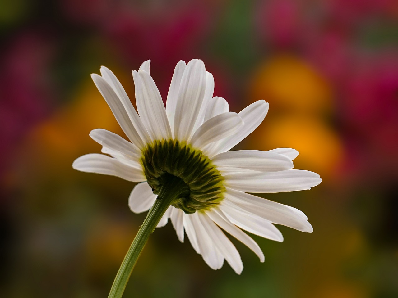 1.000+ kostenlose Glockenblume, Margarite und Glockenblume-Bilder - Pixabay