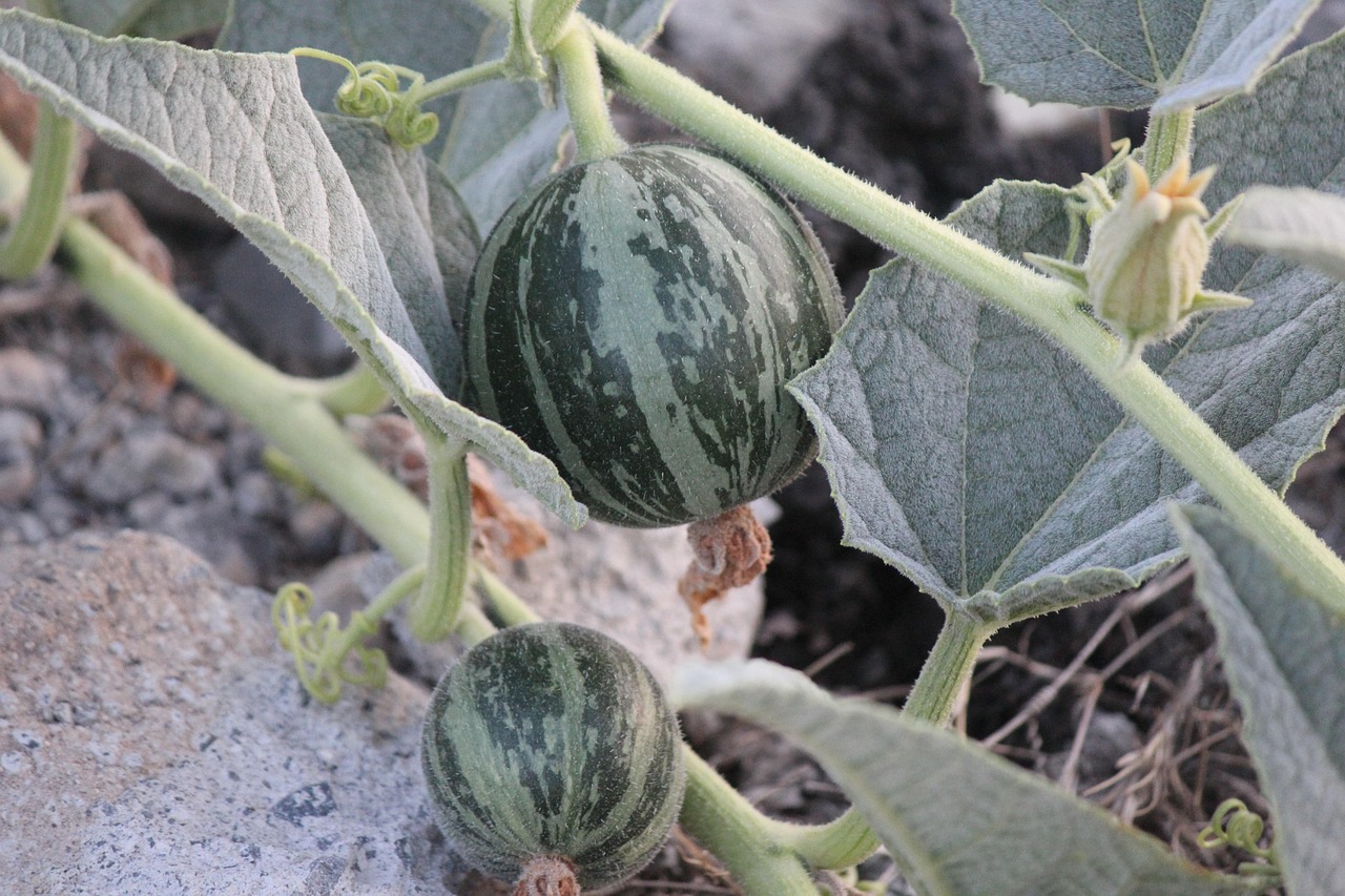 Plante Citrouille Cour - Photo gratuite sur Pixabay - Pixabay