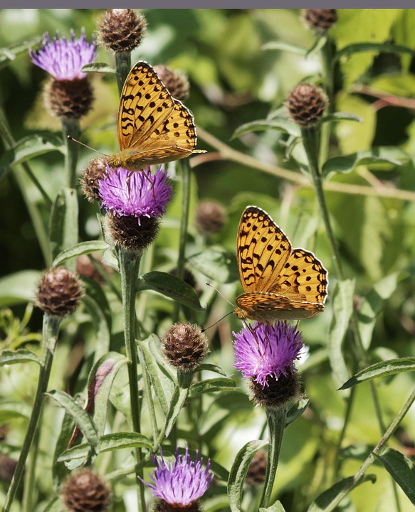 Butterflies Pearly Niobe - Free photo on Pixabay - Pixabay