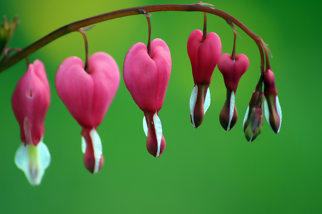 Fleur De Coeur Fermer Le - Photo gratuite sur Pixabay - Pixabay
