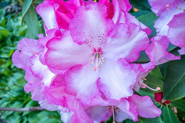 New Zealand Flower Rose - Free photo on Pixabay - Pixabay