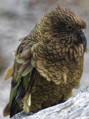 200+ Free Birds Of New Zealand & New Zealand Images - Pixabay