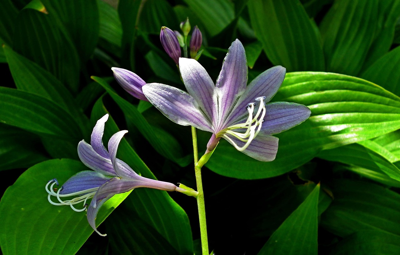 Bunga Hosta Daun Taman - Foto gratis di Pixabay - Pixabay
